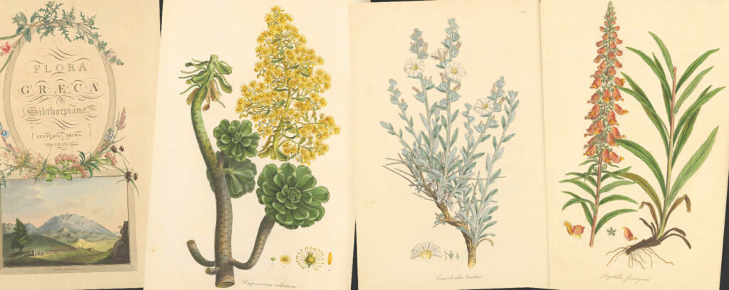 Fascinating flora: botanical illustration care & restoration