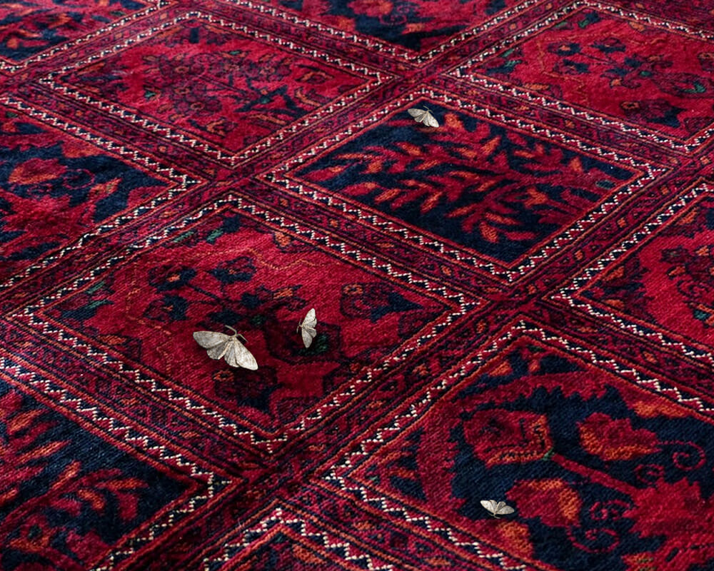 Pest damaged rug restoration | Fine Art Restoration Company