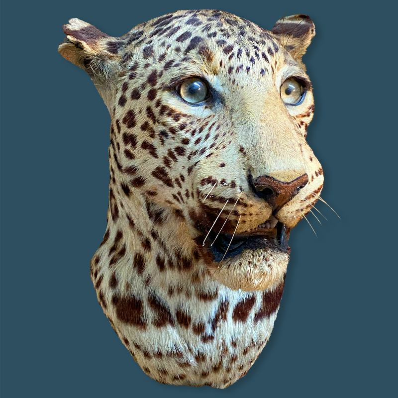 Arsenic Animals: Is My Taxidermy Toxic?