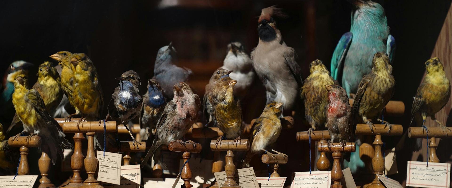 Arsenic Animals: Is My Taxidermy Toxic?