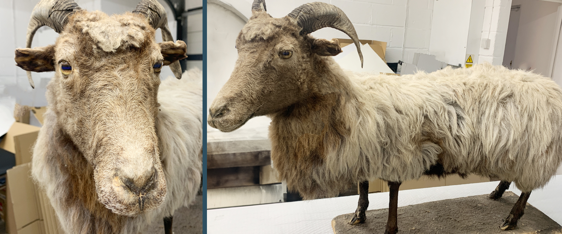 Arsenic Animals: Is My Taxidermy Toxic?